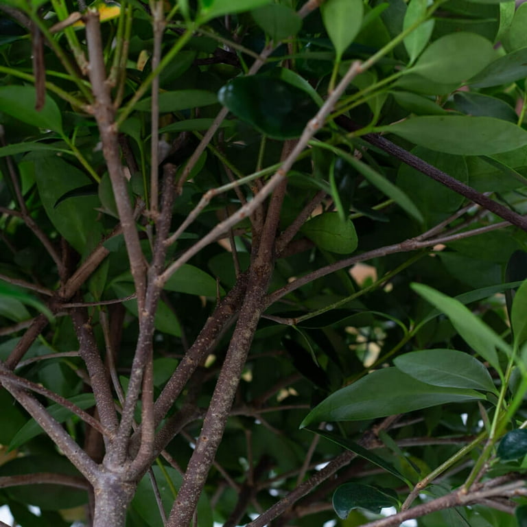 Cleyera Tree