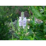 50 WHITE Showy OBEDIENT PLANT (False Dragon Head) Physostegia ...