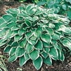 Canadian Blue Hosta Live Outdoor Garden Plant, Large Blue-Green Foliage ...