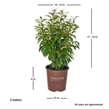 Southern Living Stellar Ruby Magnolia Live Shrub in 2-Gallon Grower Pot ...