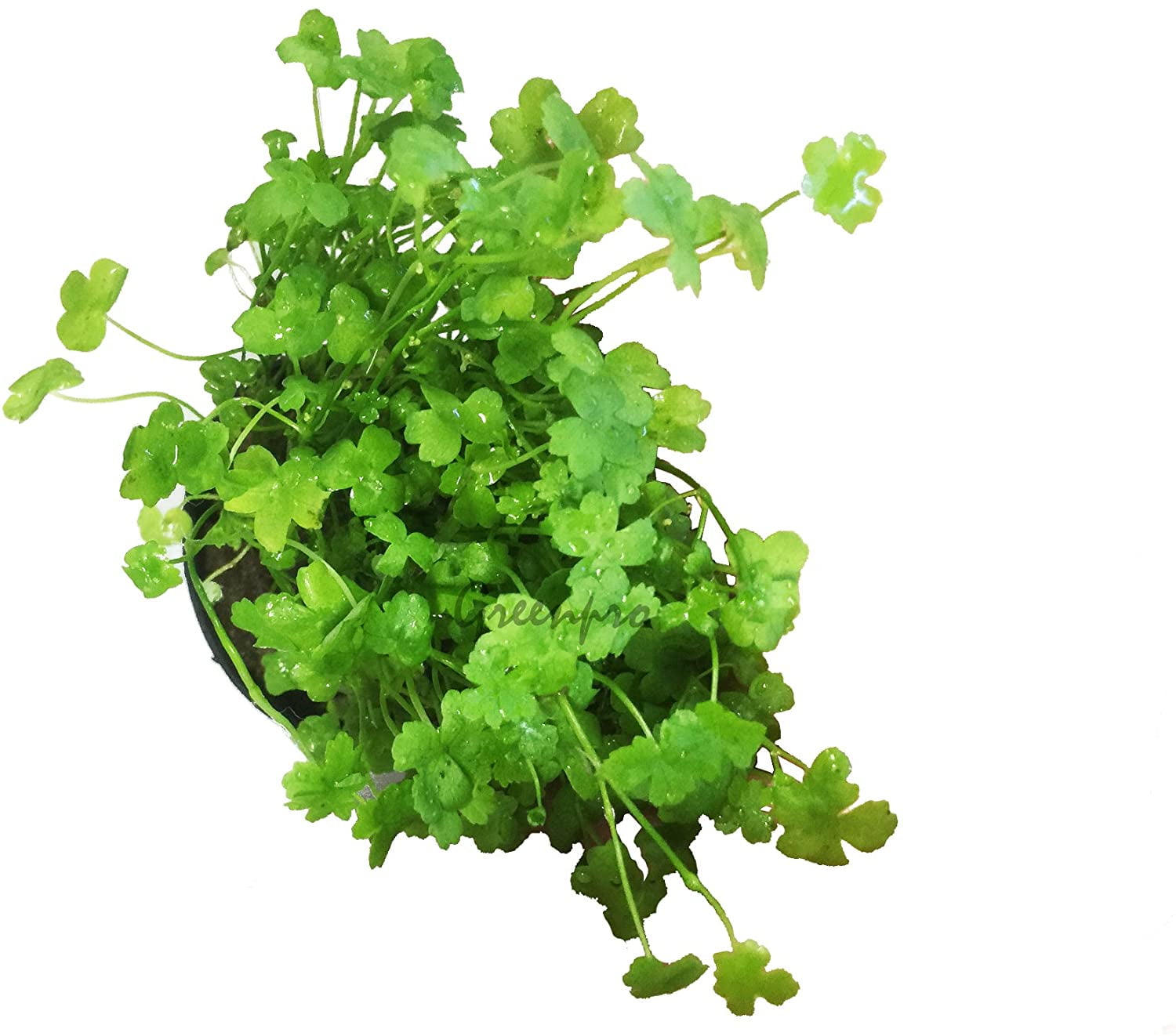 Dwarf PennyWort Japan (Hydrocotyle Tripartita) Live Aquarium Plants ...