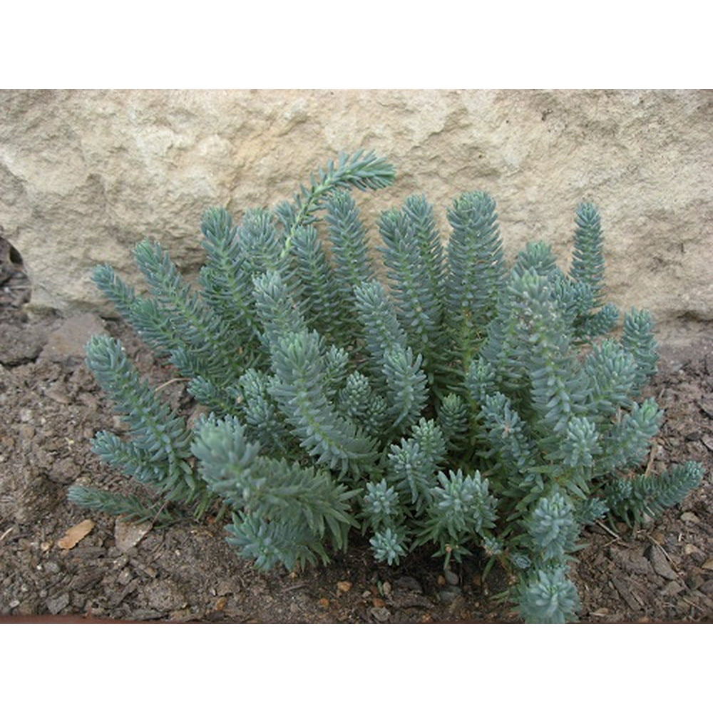 Blue Spruce Sedum - 50 Seeds - Perennial - Walmart.com - Walmart.com