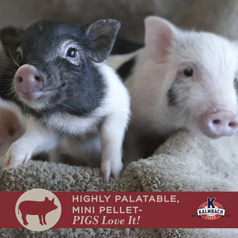 Full Grown Mini Pigs
