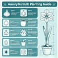 Brilliant Exquisite Amaryllis Planting-Iridescence-(Non-Artificial ...