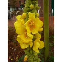 Bulk 100 Seeds Verbascum Thapsus Mullein, Ornamental Plant, Heirloom ...
