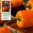 5 Packs Orange Bell Pepper Seed - Non-GMO Heirloom Annual Full Sun ...