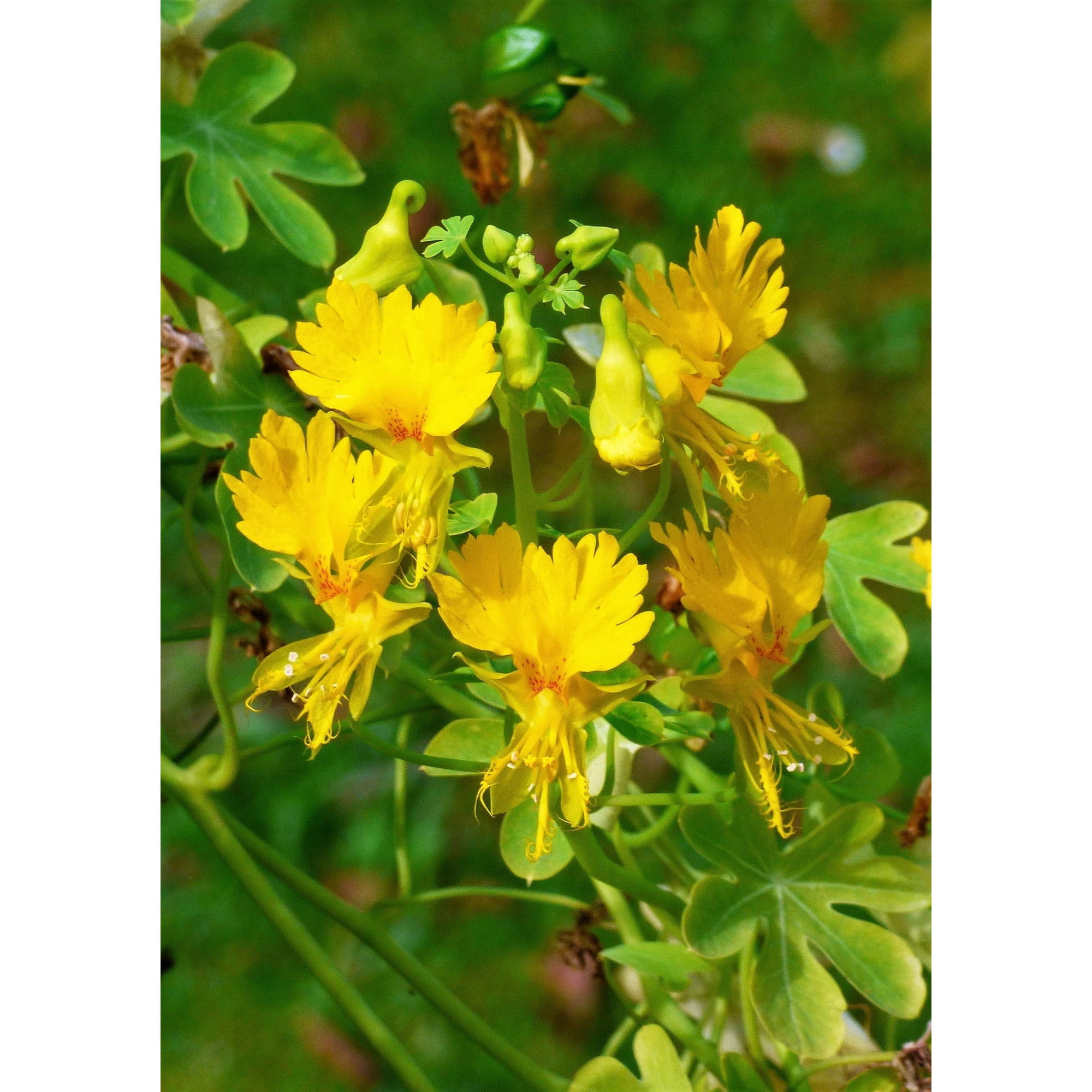 Click here for Seedville Usa 10 Canary Creeper Nasturtium Vine Tr... prices