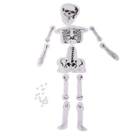 DIY Assembly Human Skeleton Model Structure Science Experiment ACCS toy ...