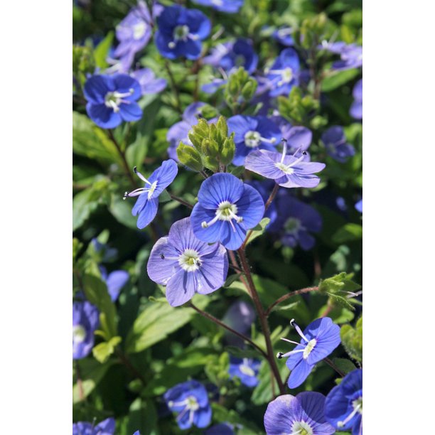 50 CREEPING BLUE SPEEDWELL / VERONICA R F S Comb S/H & Free Gift ￡0.99 ...