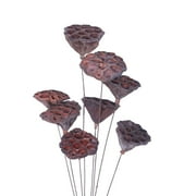 Dried Flower Pod