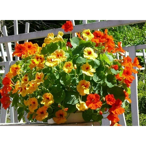 sUA: s Cress Nasturtium Mix Annual Flowers for Planting - Walmart.ca