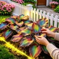 Midnight Blue Hostas--Easy to Grow-Variegated Foliage For Borders ...