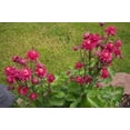 50 Clementine RED DOUBLE COLUMBINE Aquilegia Vulgaris Flower Seeds ...