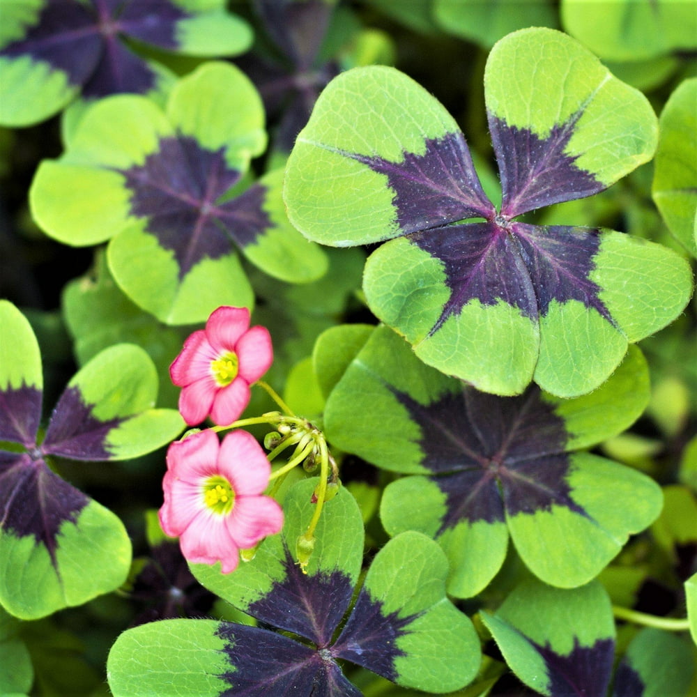 Oxalis Iron Cross (Good Luck Plant) (15 Bulbs) - Walmart.com - Walmart.com