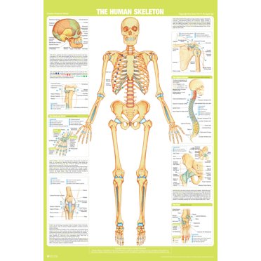 Iconic Arts Laminated 24x24 Poster: Anatomical Charts and Posters ...