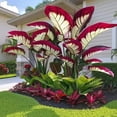 Giant Elephant Ear For Planting Ideal for Gardening Deer Resistant ...
