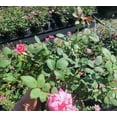 Pink Double Knock Out® Rose - Live Plant | 1 Quart | Full Sun | Repeat ...