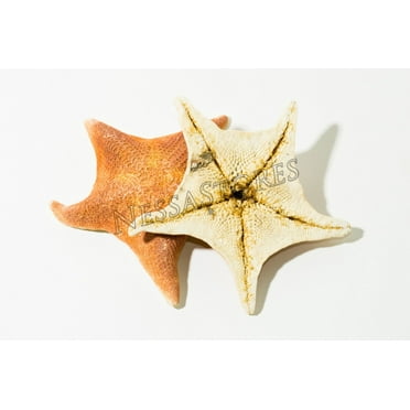 2 oz (100+) Natural White Gar Scales 1/2"-1 1/2" Taxidermy Crafts Fish ...