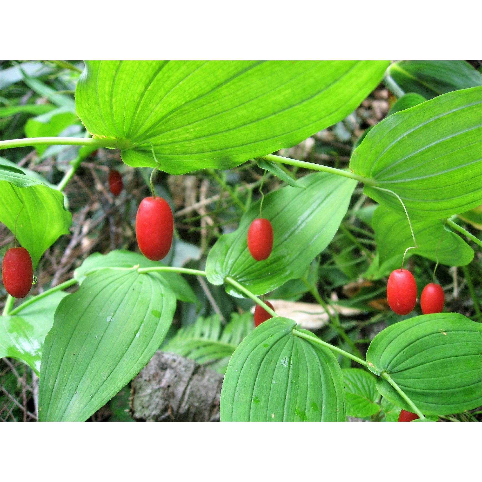 Click here for Seedville Usa Seedville Watermelon Berry 10 Seeds... prices