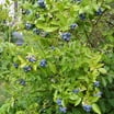 Seedville USA, American Silverberry Seeds, Elaeagnus Commutata, Silvery ...