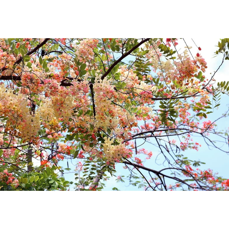 Pink Shower Tree Cassia Javanica