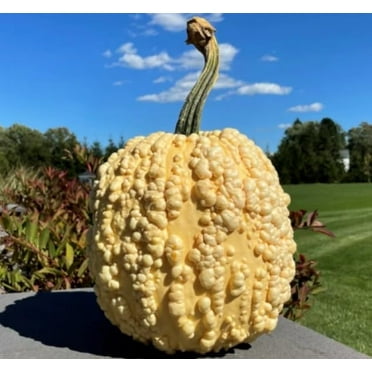 White Warty Specter Pumpkin Seeds for Planting (10 Seeds) - White ...
