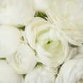 Bloomingmore Farm Direct White Ranunculus Fresh Cut Flowers - 140 Stems ...