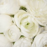 Bloomingmore Farm Direct White Ranunculus Fresh Cut Flowers - 140 Stems ...