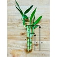 "Live Lucky Bamboo 3 Stem Arrangement - Fresh Real Decorating Plant ...
