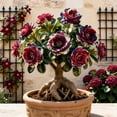 Desert Rose For Outdoor Cultivation-Long-lasting Perennial-Eye-catching ...