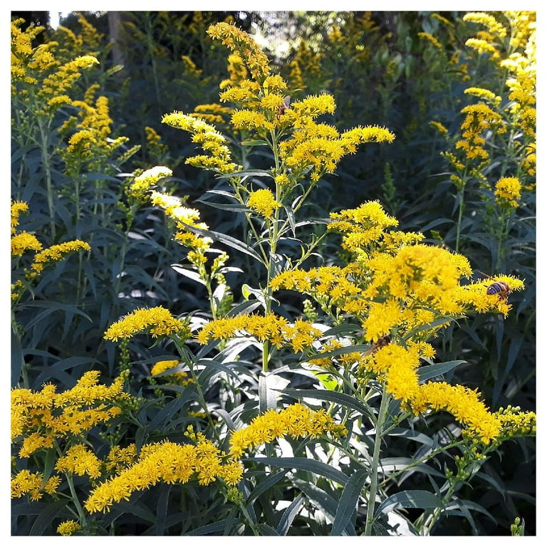 Goldenrod Plant Seed