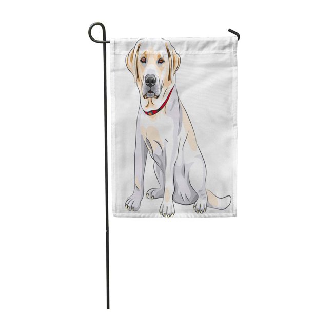 KDAGR Lab Portrait of Serious Yellow Dog Breed Labrador Retriever ...