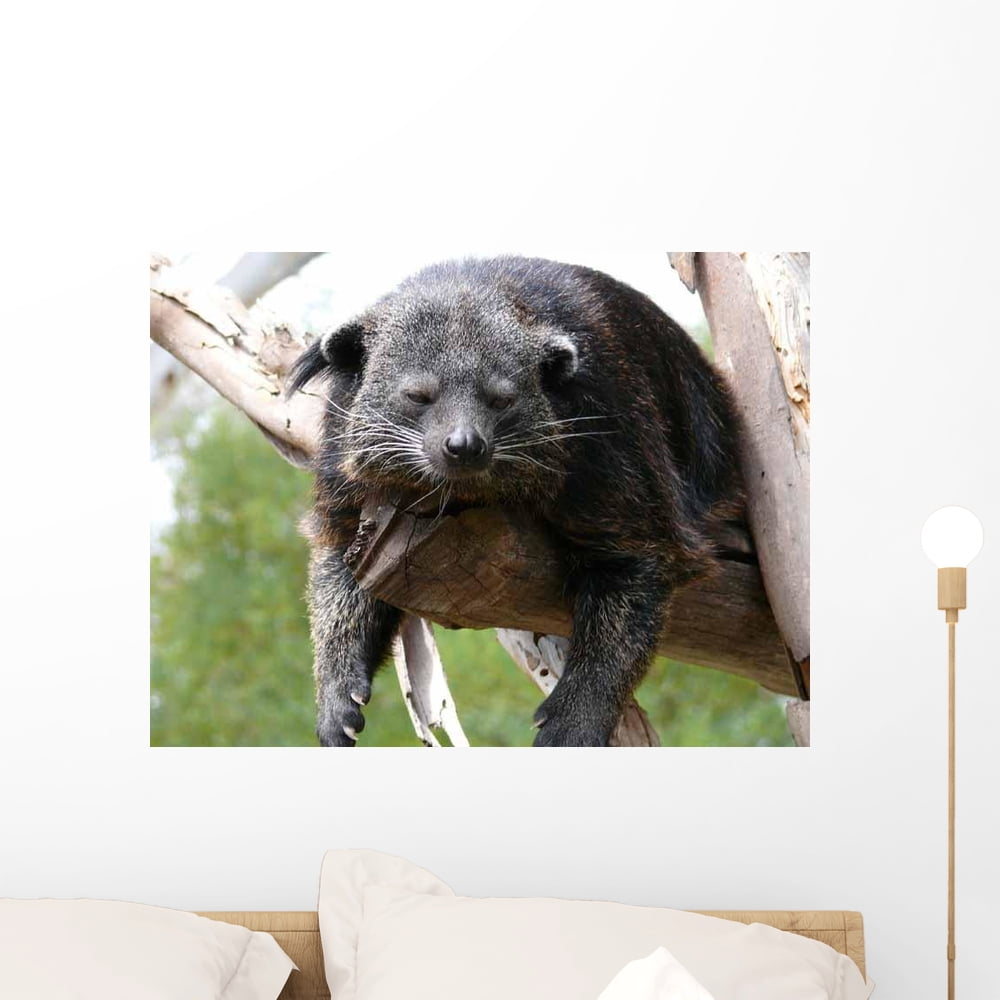 Binturong Wall Mural Decal Sticker, Wallmonkeys Peel & Stick Vinyl ...