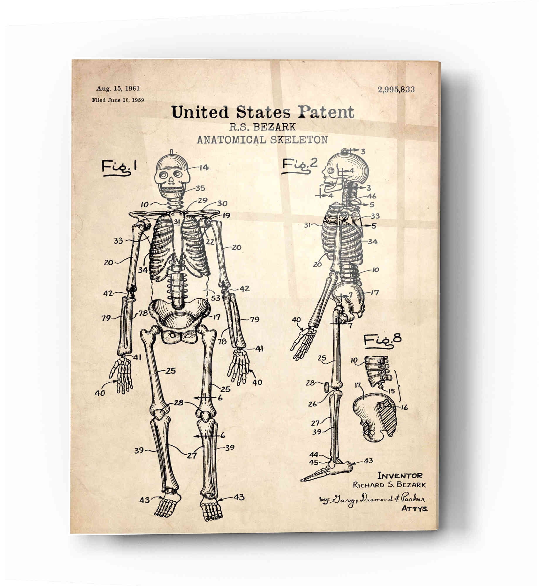 Epic Art 'Anatomical Skeleton Blueprint Patent Parchment' Acrylic Glass ...