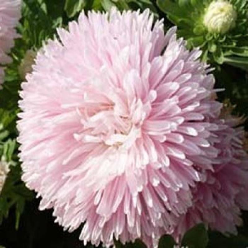 Aster Seed - Aster Callistephus Tall Double Gremlin Light Rose Flower ...