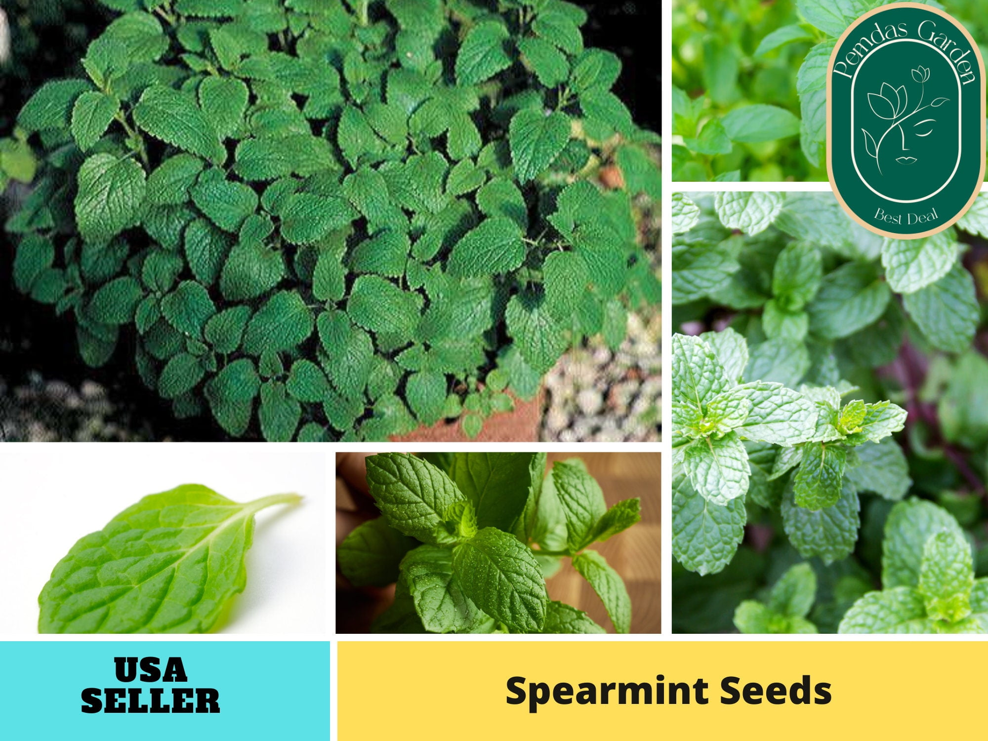 80 Seeds| Spearmint Seeds - Authentic Seeds ~ GMO Free ~ Seeds~Flower ...