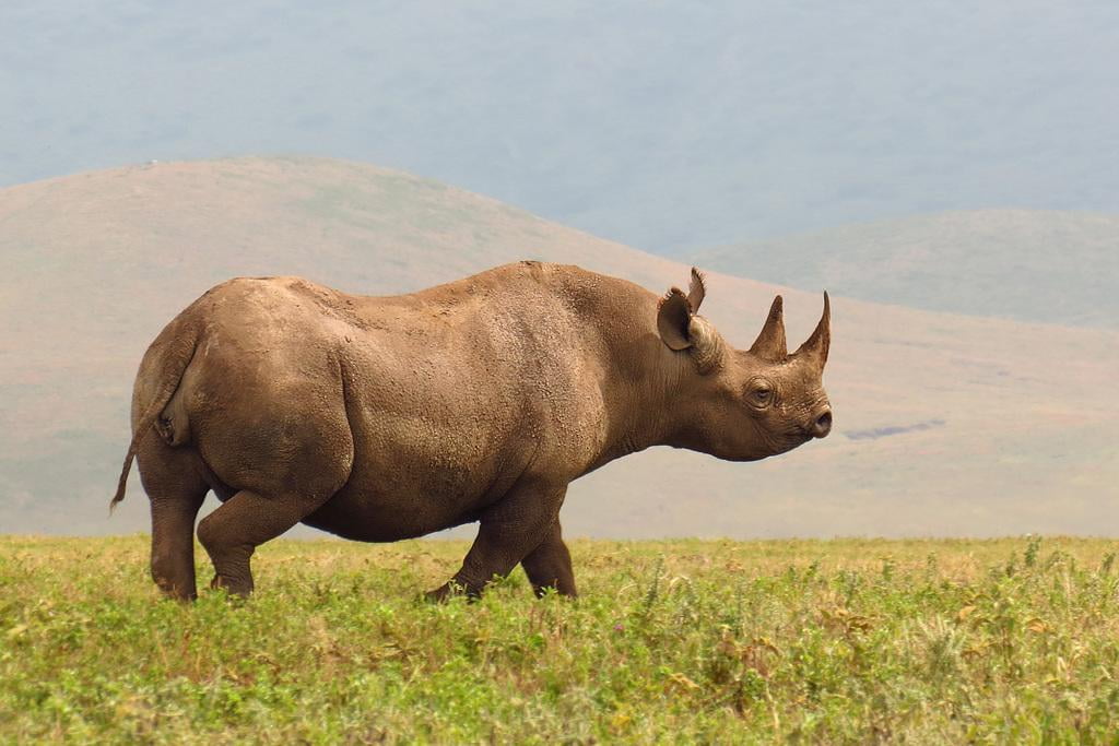 Black Rhinoceros Rhino on Savannas of Ngorongoro Conservation Area ...