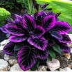 25 Purple Tip Calathea Couture Flower Seeds for Planting - Exotic ...