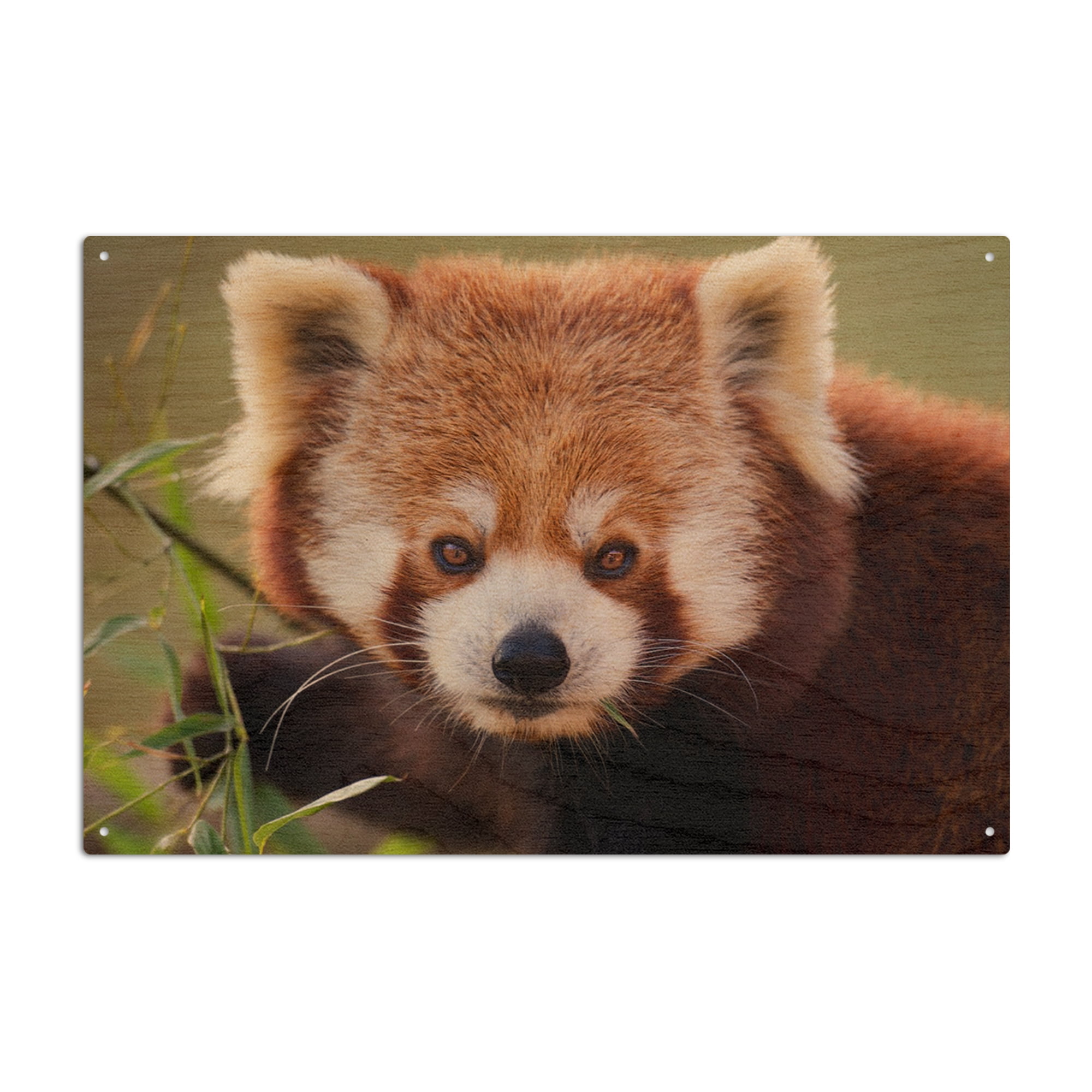 Red Panda Birch Wood Wall Sign (6x9 Rustic Home Decor, Ready to Hang ...