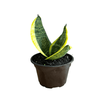 Pothos Live Plants, Easy-Care Indoor Houseplant, Trailing Green Foliage ...