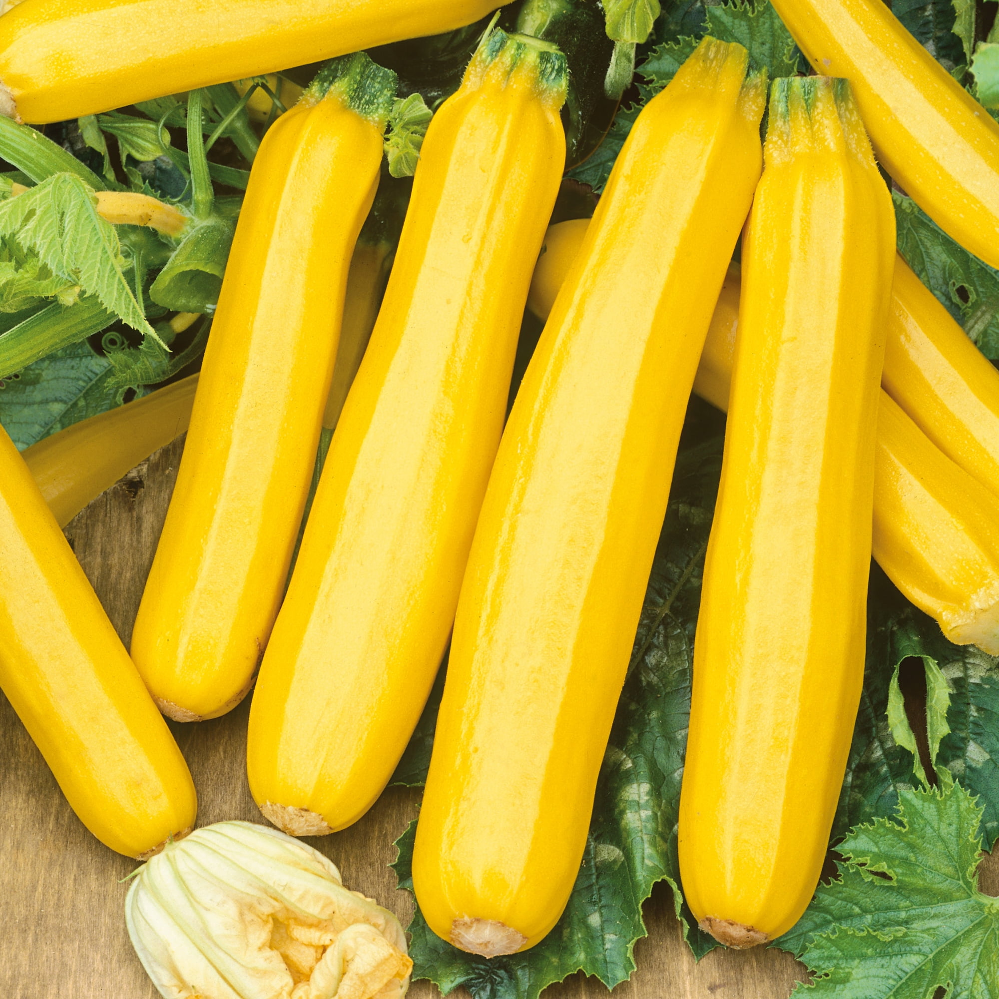 Organic Golden Zucchini Seeds - 1 Lb ~4000 Seeds - Non-GMO, Certified ...