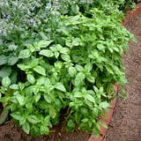 Bonnie Plants Sweet Basil 19.3 oz. 2-Pack - Walmart.com