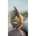 Berkley PowerBait Pit Boss Fishing Soft Bait - Walmart.com