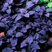 Blue Woodruff Seeds - Asperula Orientalis Blue Surprise Herb Seed ...