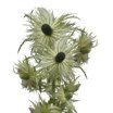 Bloomingmore Farm Direct White Ranunculus Fresh Cut Flowers - 140 Stems ...