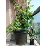 Amazing Pixie Riesling Grape Vine Plant -2.5" Pot- World's 1st Dwarf ...