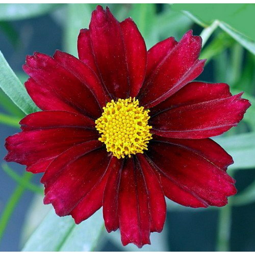 Mercury Rising Coreopsis Tickseed Perennial - Live Plant - Quart Pot ...