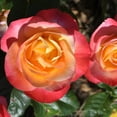 Heirloom Roses - Painted Moon Hybrid Tea Rose Bush - Live Outdoor Plant ...
