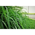 100 seeds Cymbopogon martinii - Palmarosa Grass- Perennial - Luxuriant ...