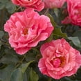 Own-Root One Gallon Grimaldi ® Floribunda Rose by Heirloom Roses ...